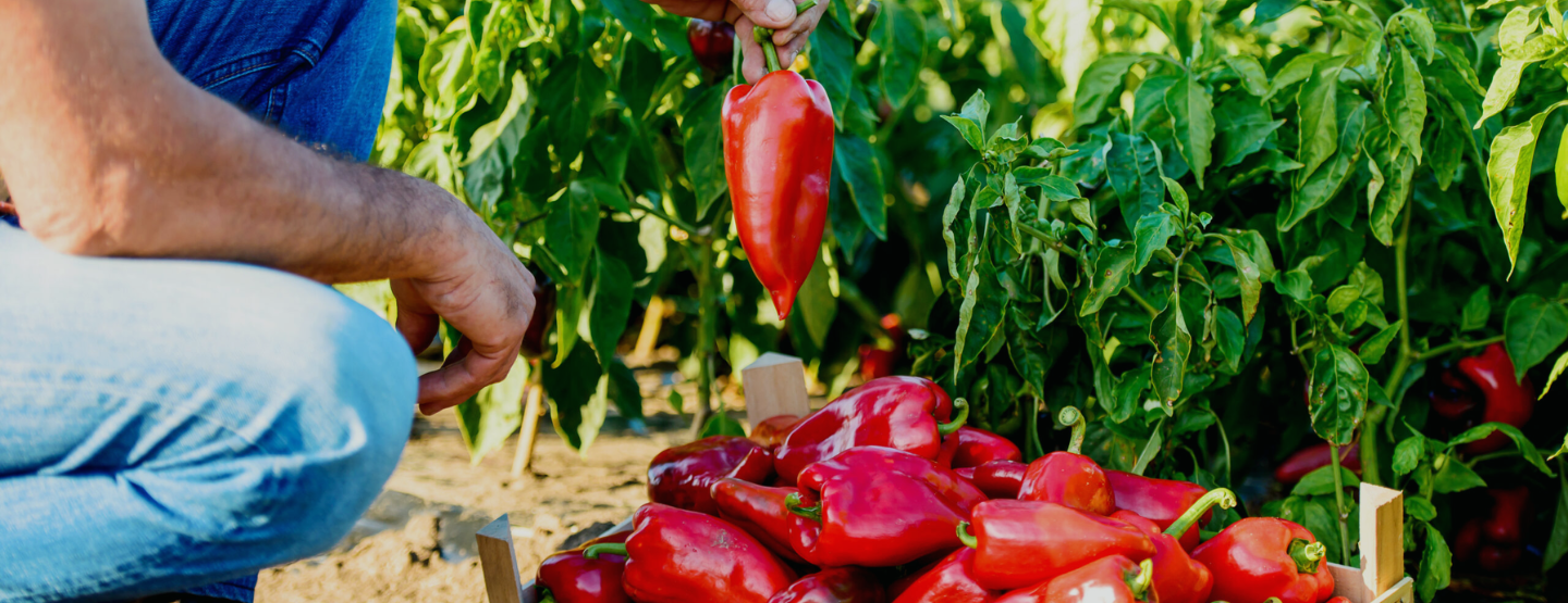 Jak sadzić, uprawiać i pielęgnować paprykę? – FocusGarden