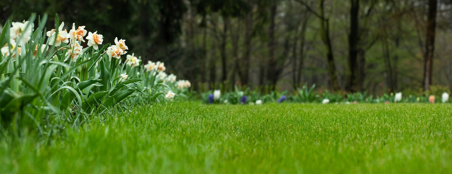 Zielony trawnik w upalne dni – poradnik dla ogrodników
